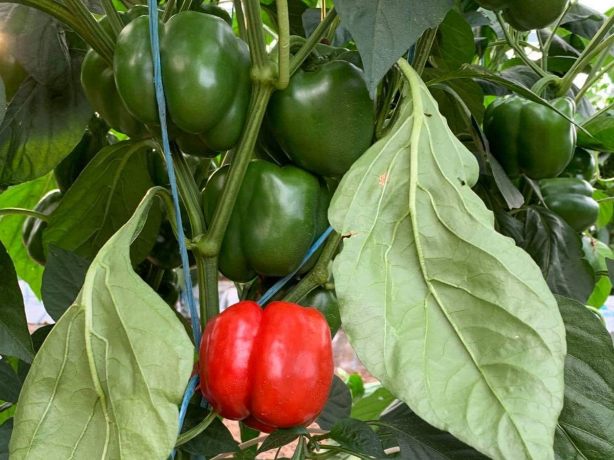 Capsicum/mixed colours (SOUTH) – Tablelands To Tabletop
