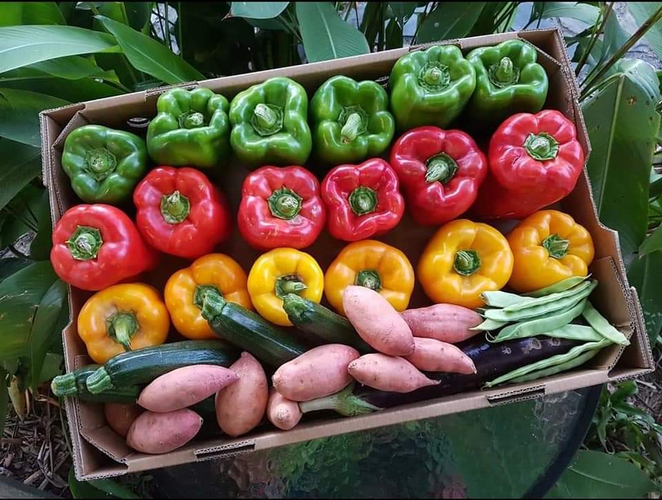 Capsicum/red – Tablelands To Tabletop