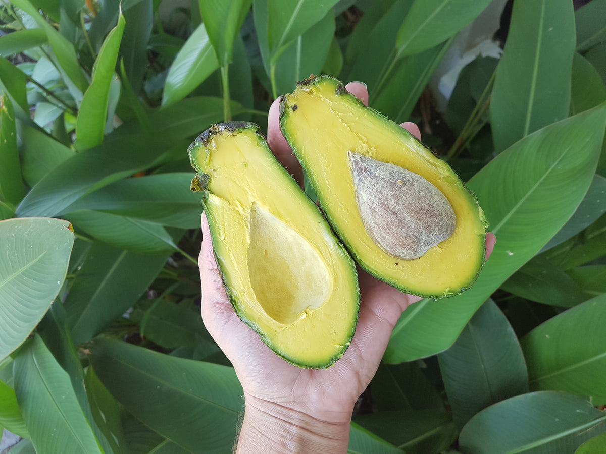 Avocados/shepard – Tablelands To Tabletop