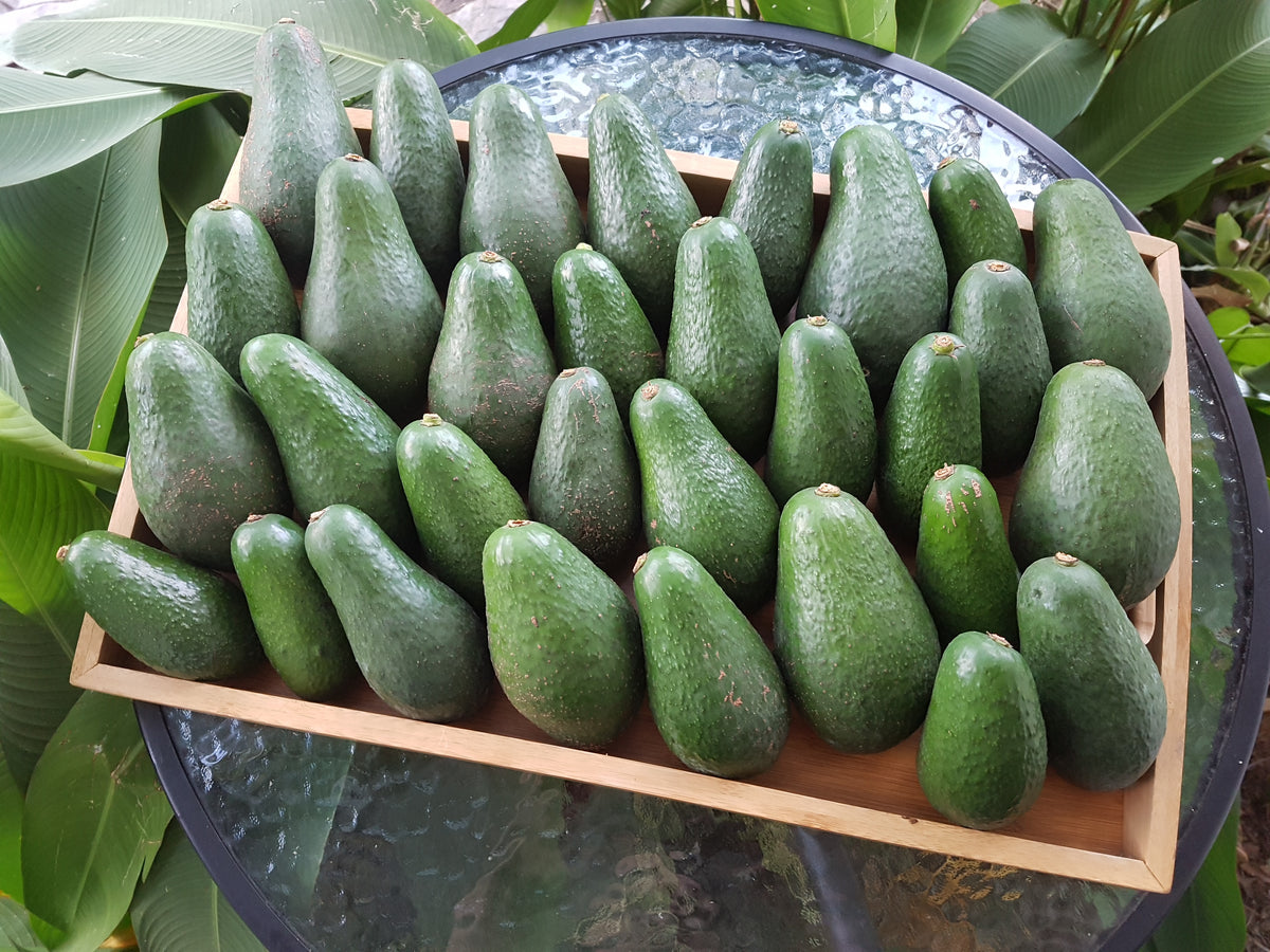 WS Avocados/shepard – Tablelands To Tabletop