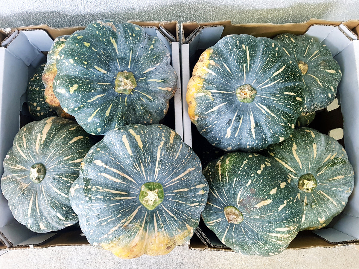 WS Pumpkin/jap/kent – Tablelands To Tabletop