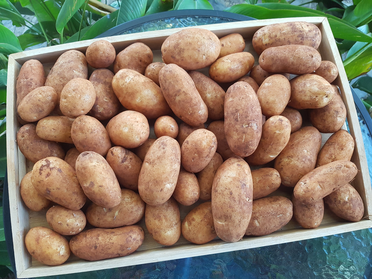 Potatoes/dutch cream CHATS (small size) -organic – Tablelands To Tabletop