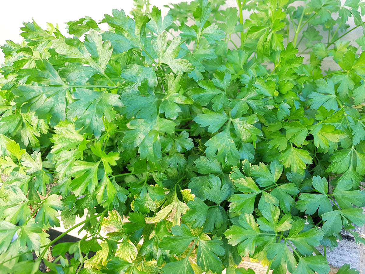 Parsley/curly - spray free – Tablelands To Tabletop