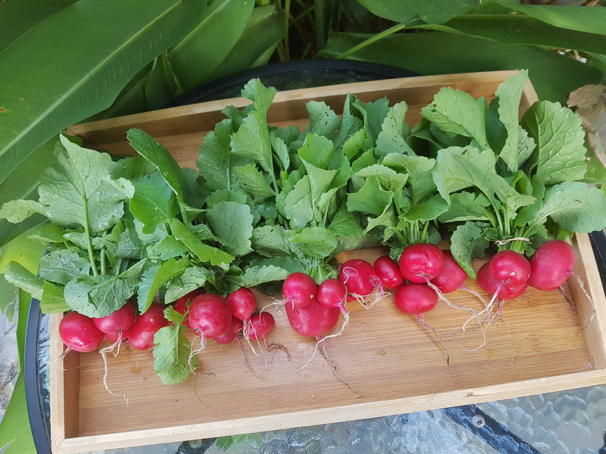 Radish/bunch - spray free – Tablelands To Tabletop