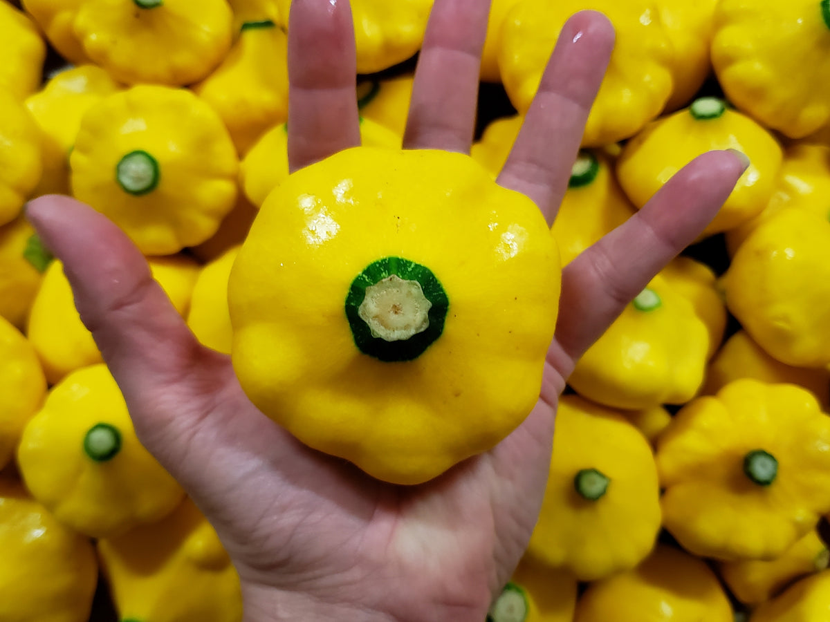 Squash/yellow scallops – Tablelands To Tabletop