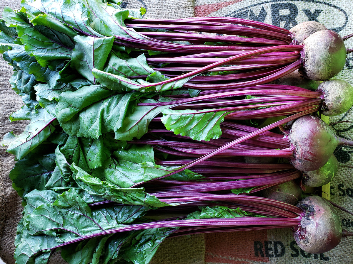 Beetroot (SOUTH) no leaves – Tablelands To Tabletop