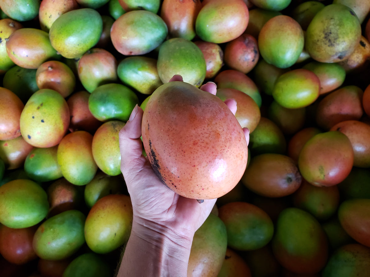 Mangoes/keitt – Tablelands To Tabletop