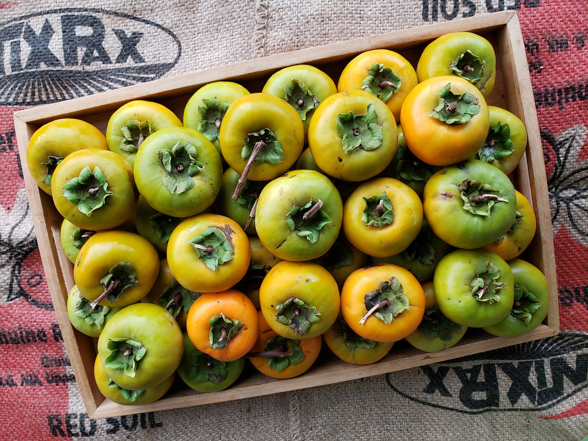Persimmons/flat - spray free – Tablelands To Tabletop